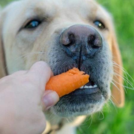 ANIMAL HEALTH INSTITUTE