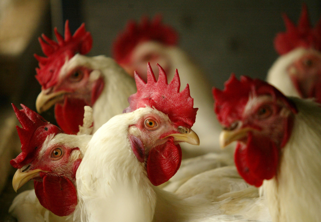 Why Preventative Medicines for Poultry Matter So Much - ANIMAL HEALTH ...