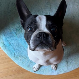 Pet First Aid - ANIMAL HEALTH INSTITUTE