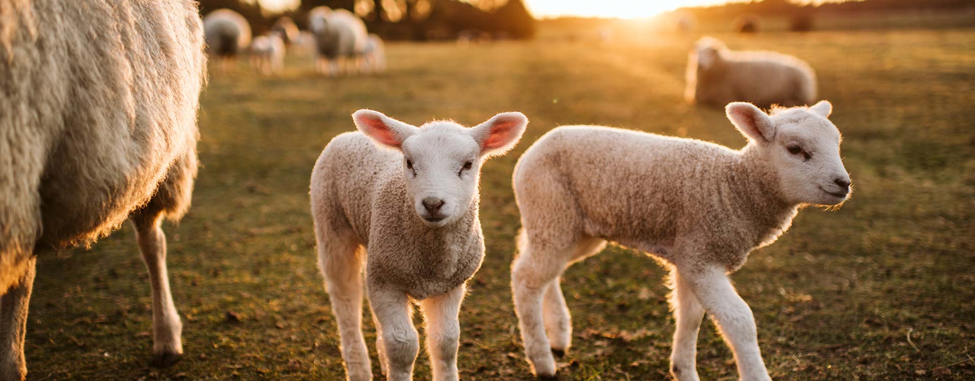 Congress Hears About the Importance of Healthy Animals to the Planet ...